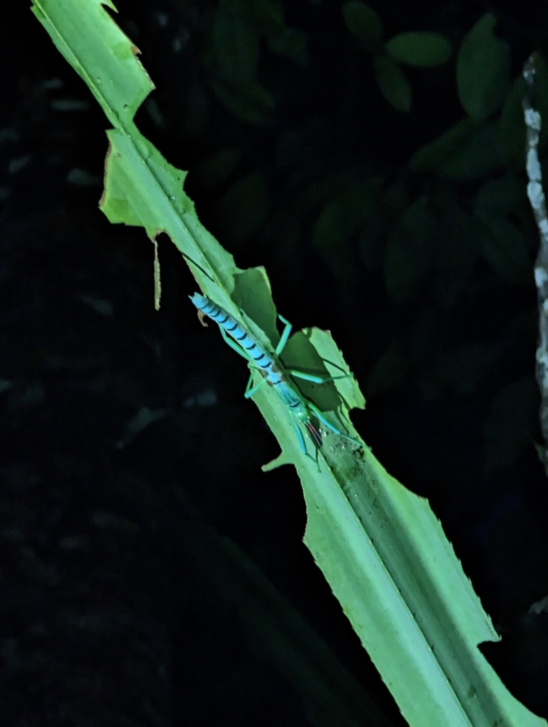Peppermint Stick Insect from Cape Tribulation QLD 4873, Australia on ...