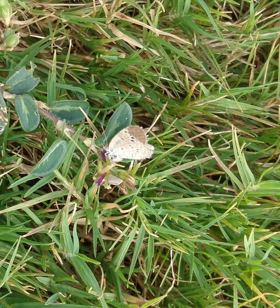 Lesser Grass Blue from PH4V+WVQ, Chindepalle, Andhra Pradesh 517619 ...