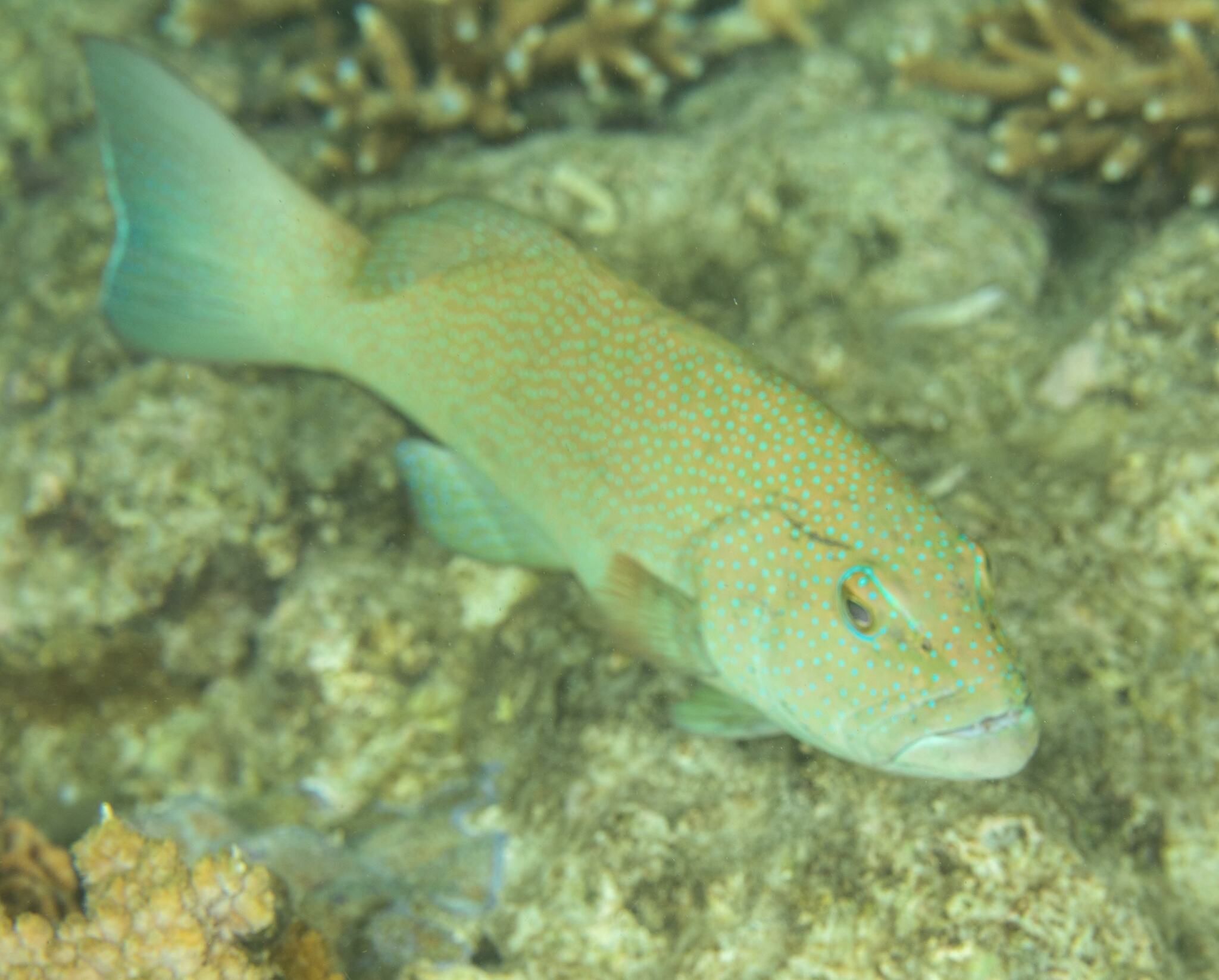Plectropomus leopardus (Lacepède, 1802)