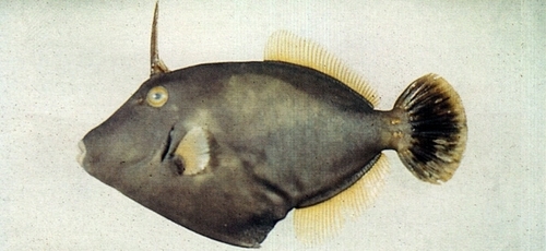 Barred filefish (Bony Fishes (Actinopterygii) of the Hawaiian Islands ...