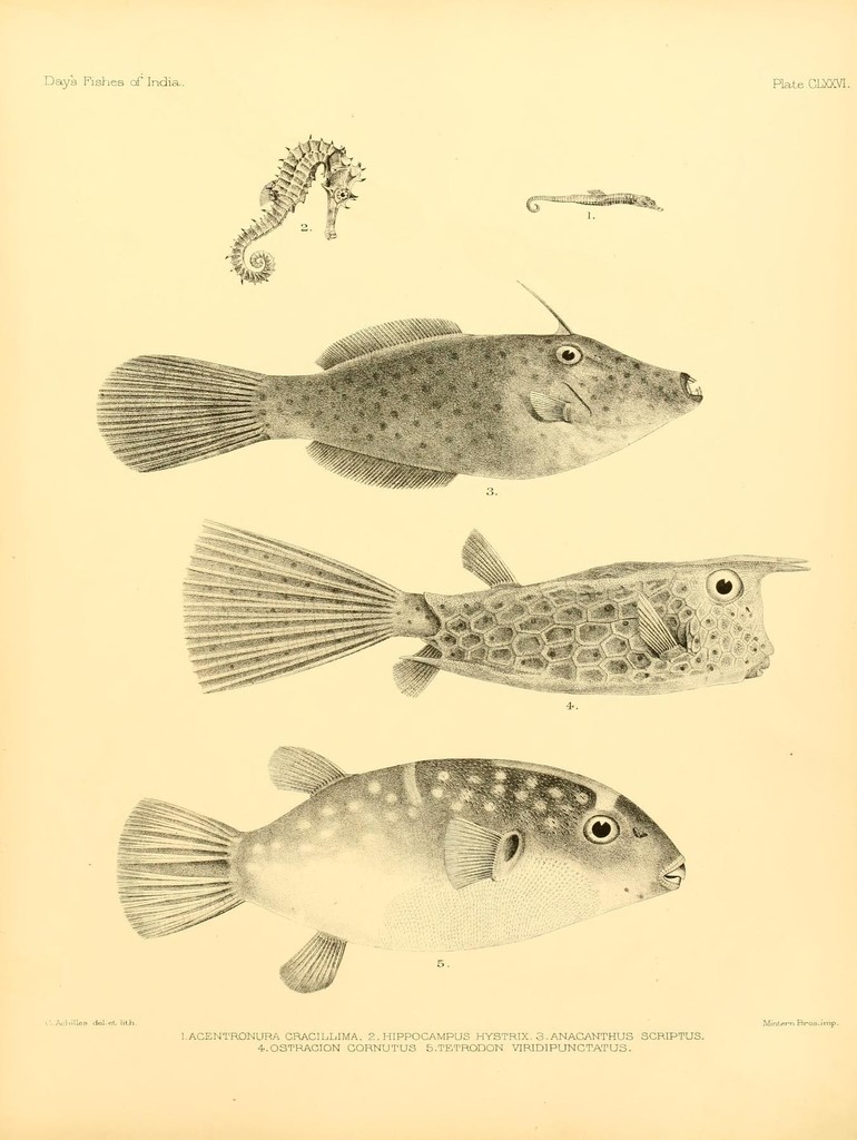 Scrawled Filefish (Bony Fishes (Actinopterygii) of the Hawaiian Islands ...