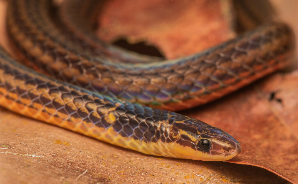 Ampat Lawang Dwarf Snake in January 2023 by Bob Zakaria · iNaturalist