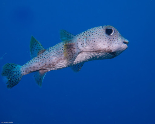 Spotted porcupine fish (Bony Fishes (Actinopterygii) of the Hawaiian ...