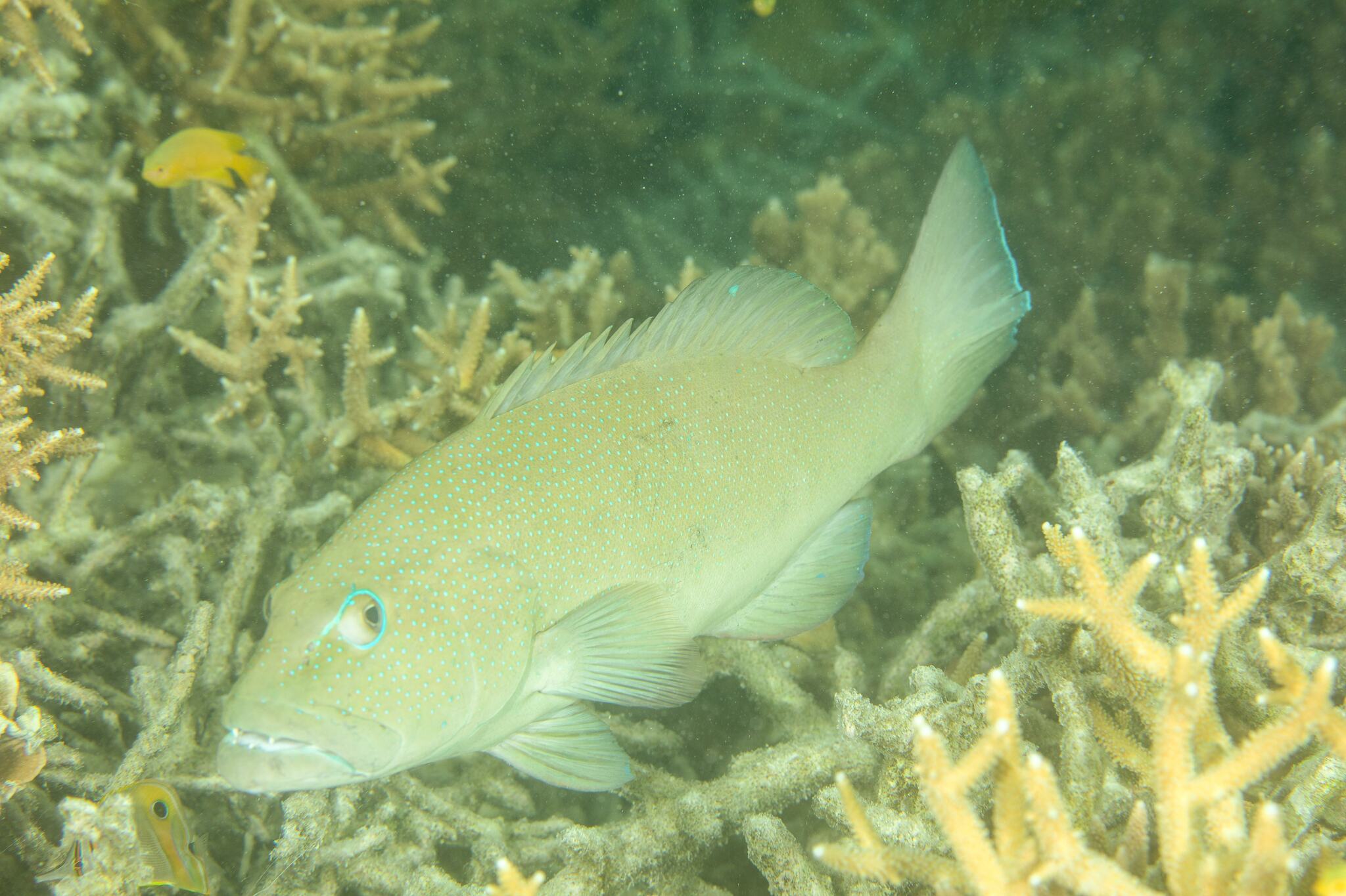 Plectropomus leopardus (Lacepède, 1802)