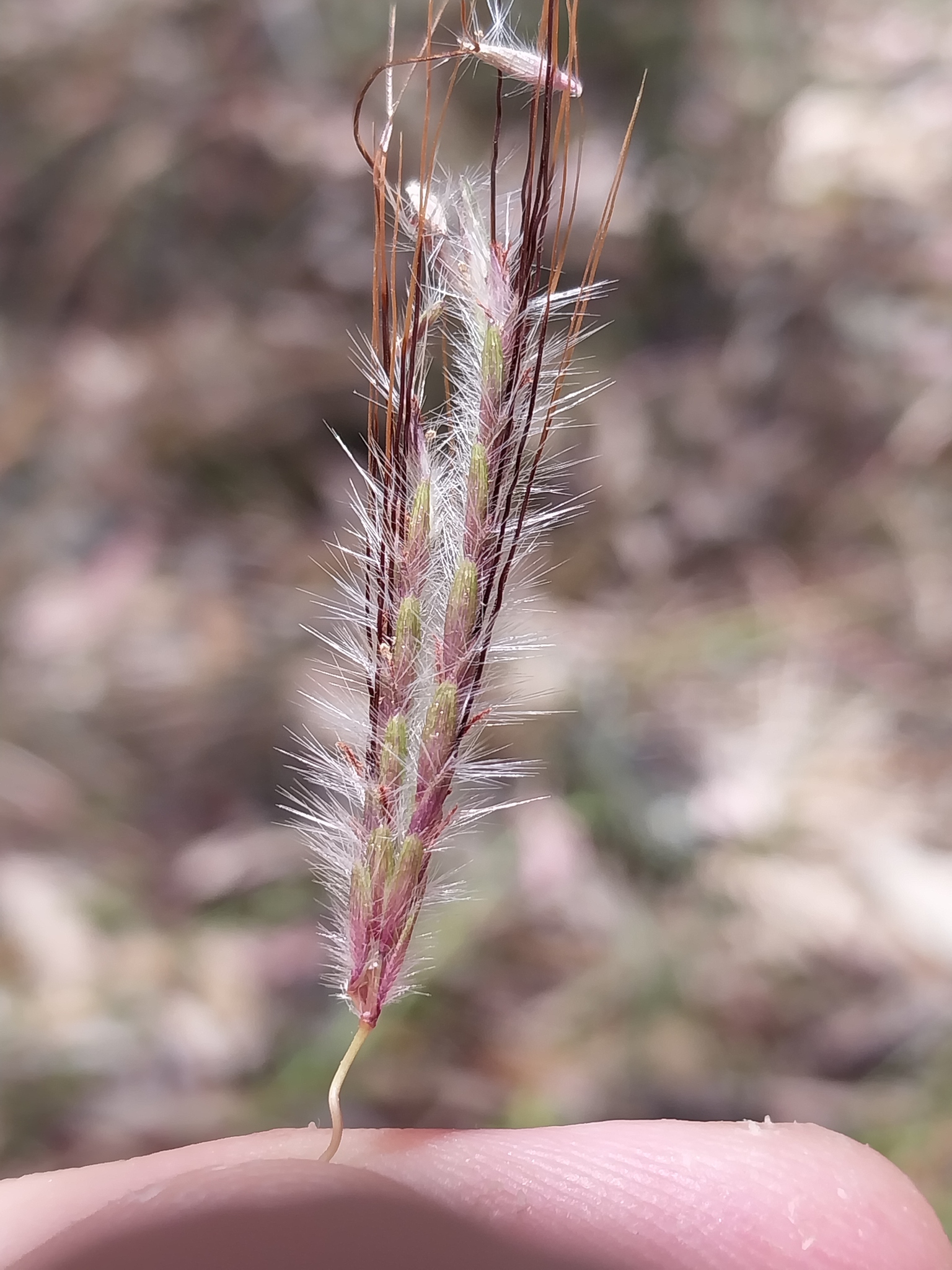 Dichanthium Willemet