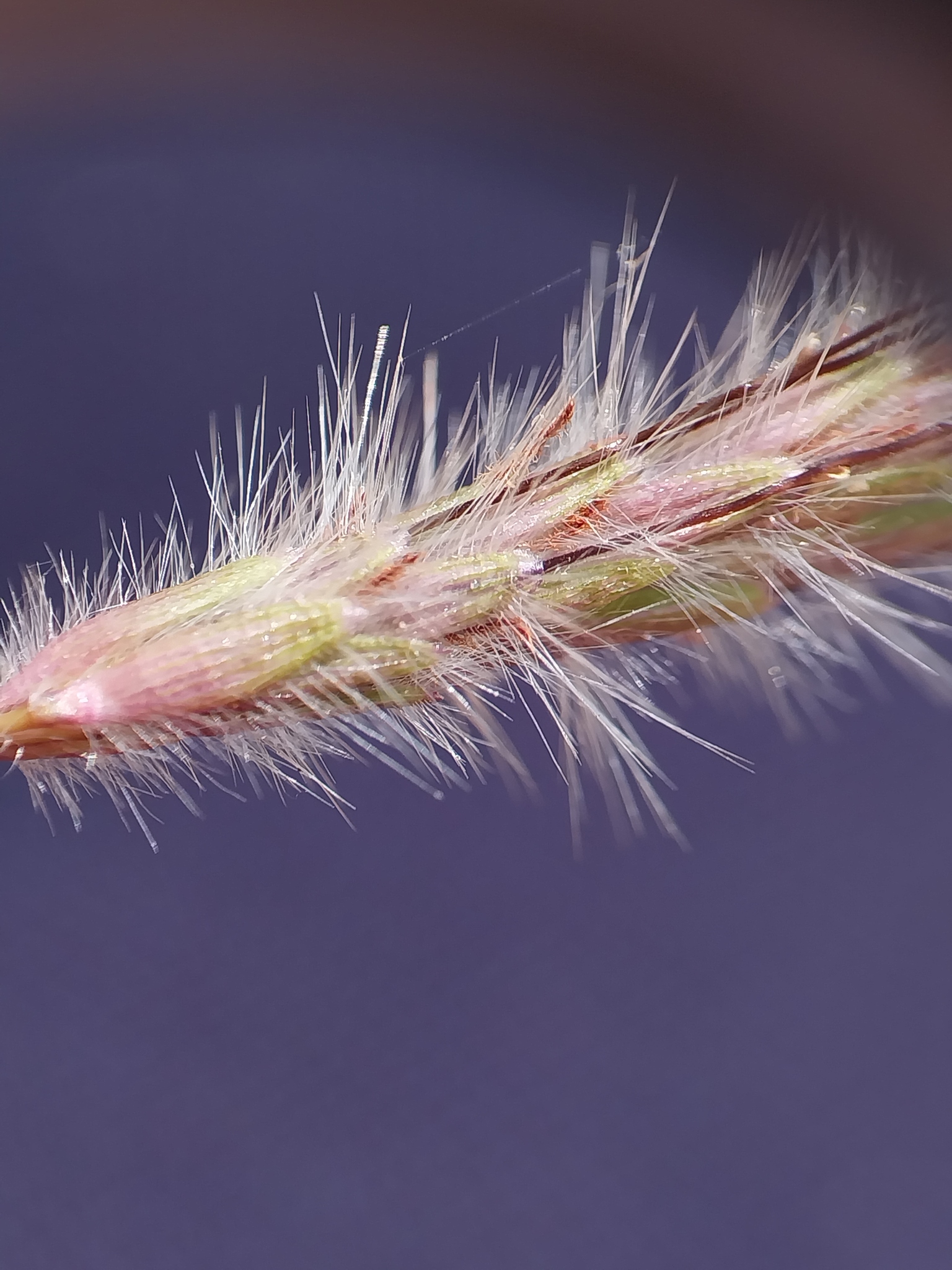 Dichanthium Willemet