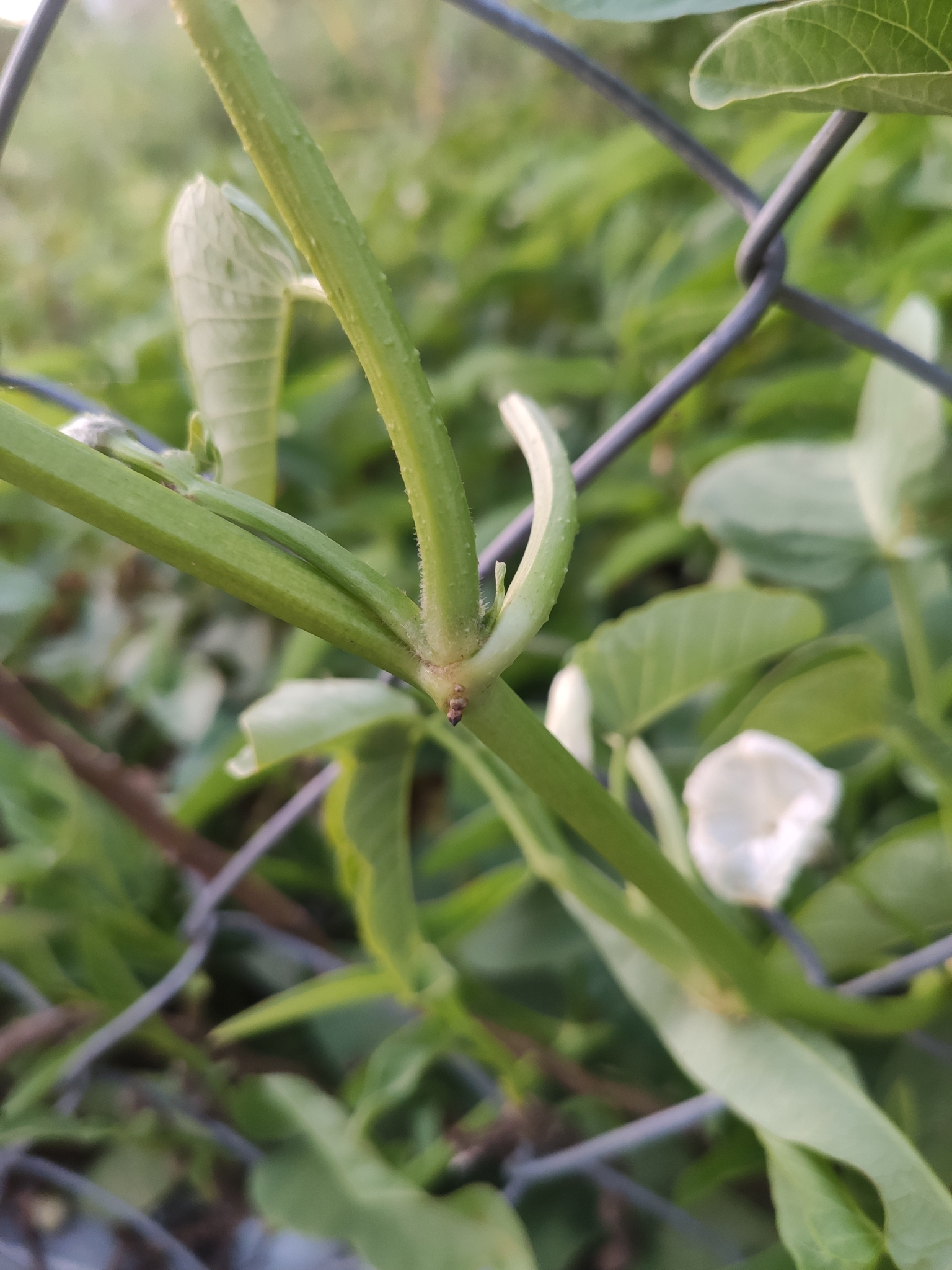 Ipomoea aquatica Forssk.