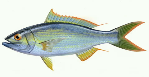 Small toothed jobfish (Bony Fishes (Actinopterygii) of the Hawaiian ...