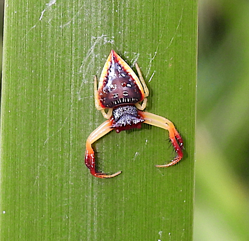 Horned Arkys from Wightman Reserve, Arana Hills, QLD, Australia on ...
