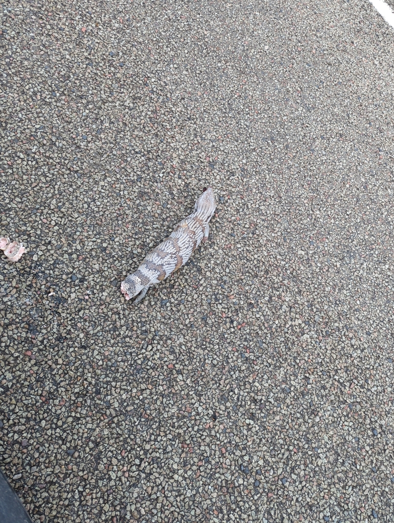 Common Blue-tongued Skink in January 2023 by Adam Aslam · iNaturalist
