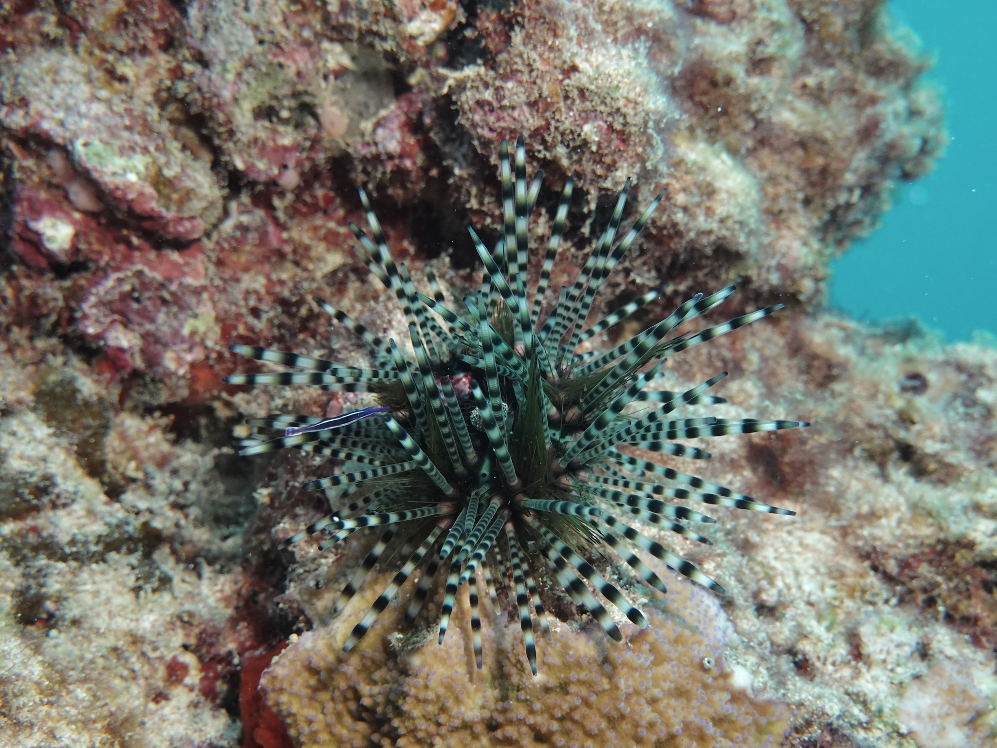 Echinothrix calamaris (Pallas, 1774)