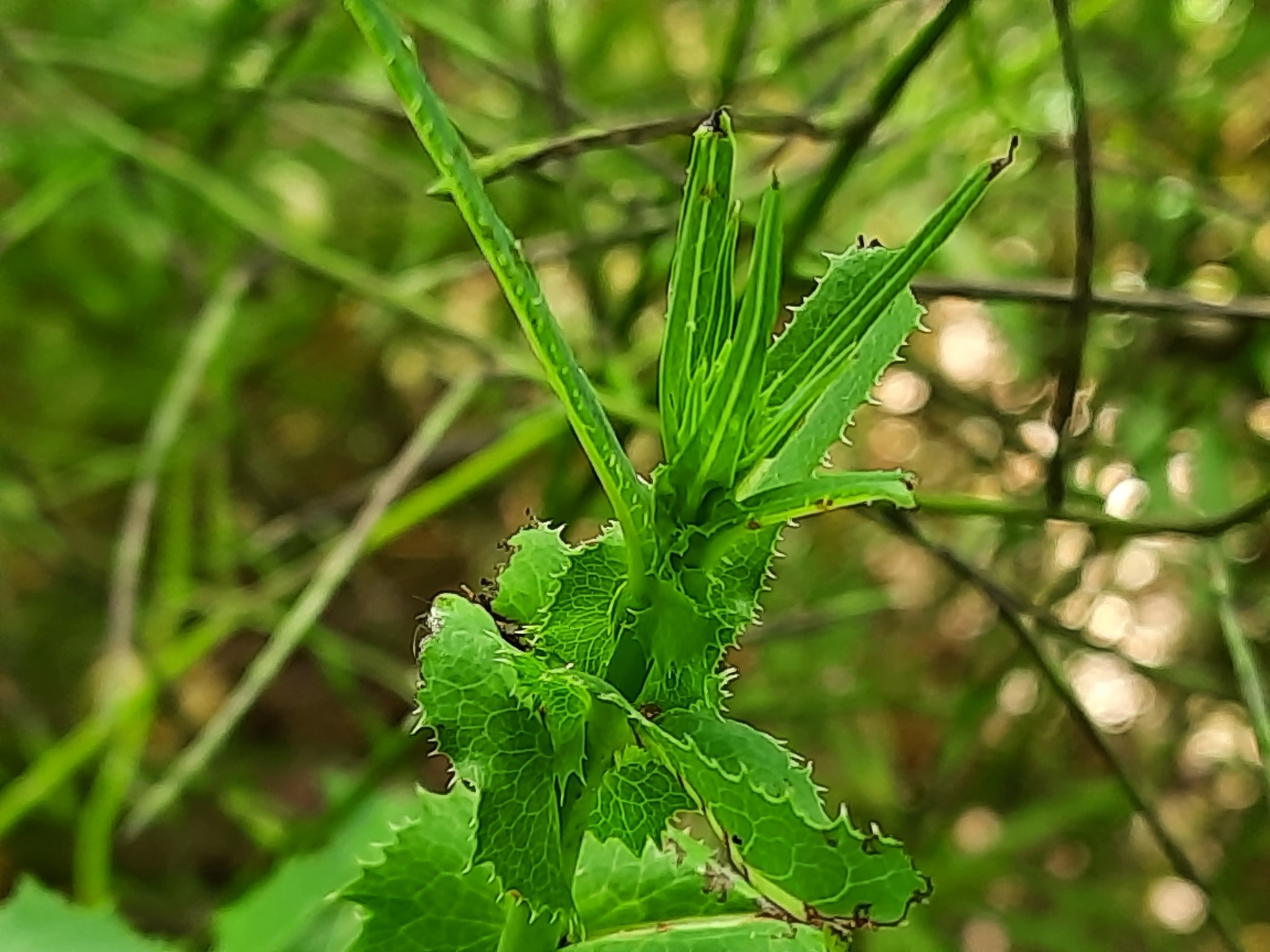 Lactuca quercina L.