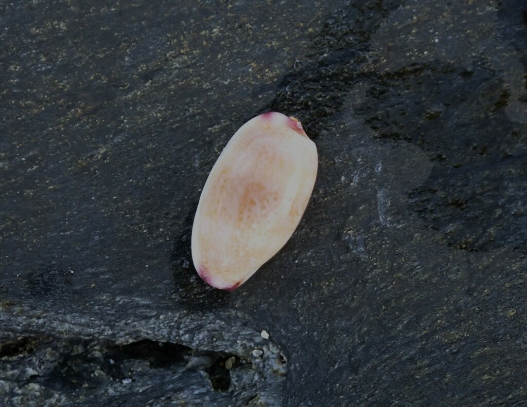 small-toothed cowrie from Bundagen NSW 2454, Australia on January 29 ...