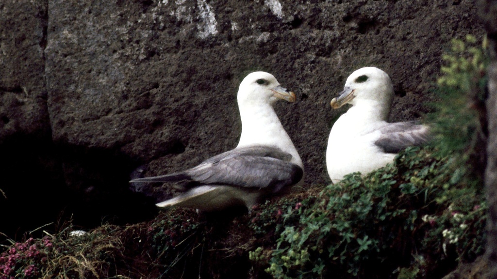 Northern Fulmar from Skaftárhreppur, 881, Islande on July 10, 1993 by ...