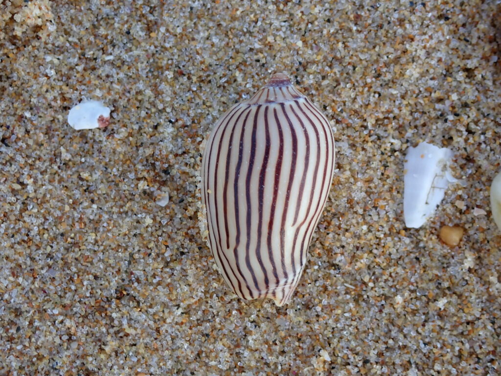 Zebra Volute from Bundagen NSW 2454, Australia on January 29, 2023 at ...