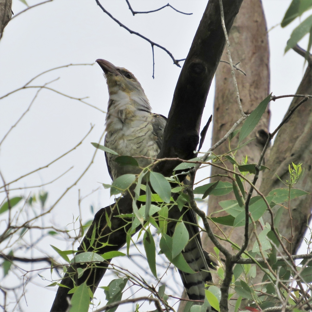 Channel-billed Cuckoo from Wallaga Lake NSW 2546, Australia on January ...