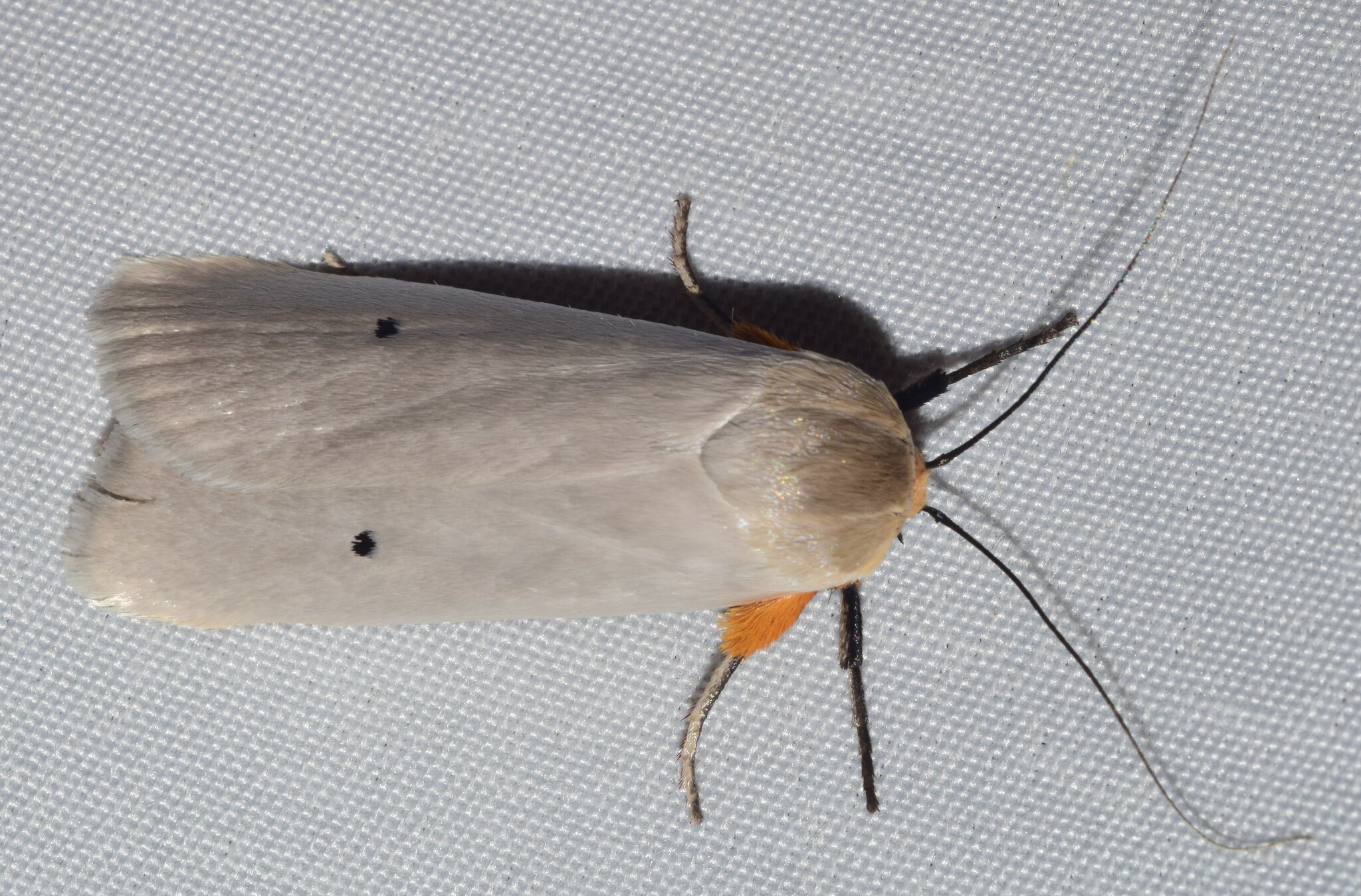 Maroga melanostigma (Wallengren, 1861)