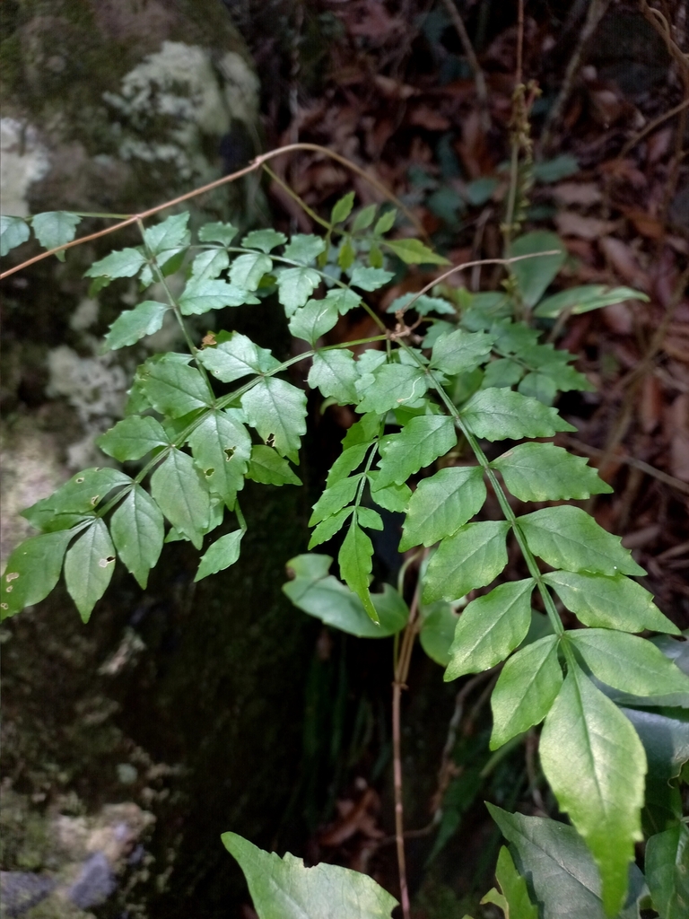 wonga vine from Kenilworth QLD 4574, Australia on January 29, 2023 at ...