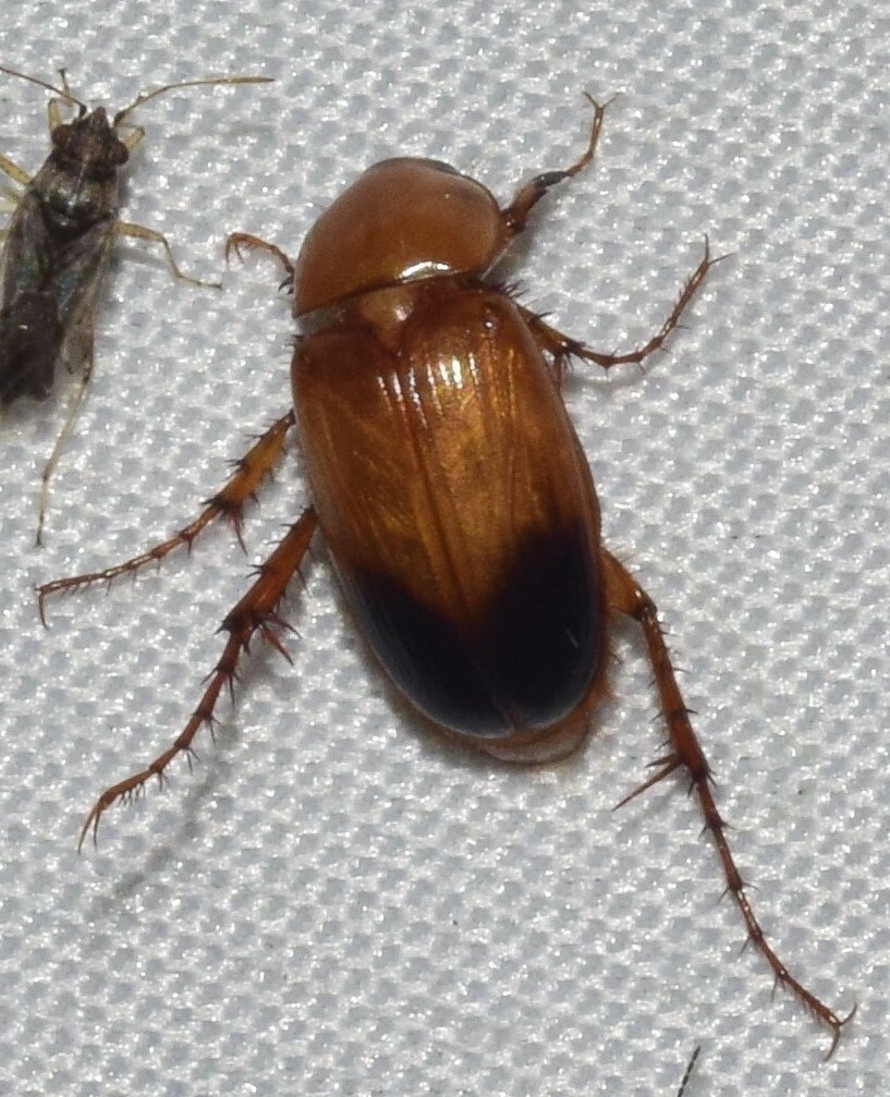 Phyllotocus Fischer von Waldheim, 1823