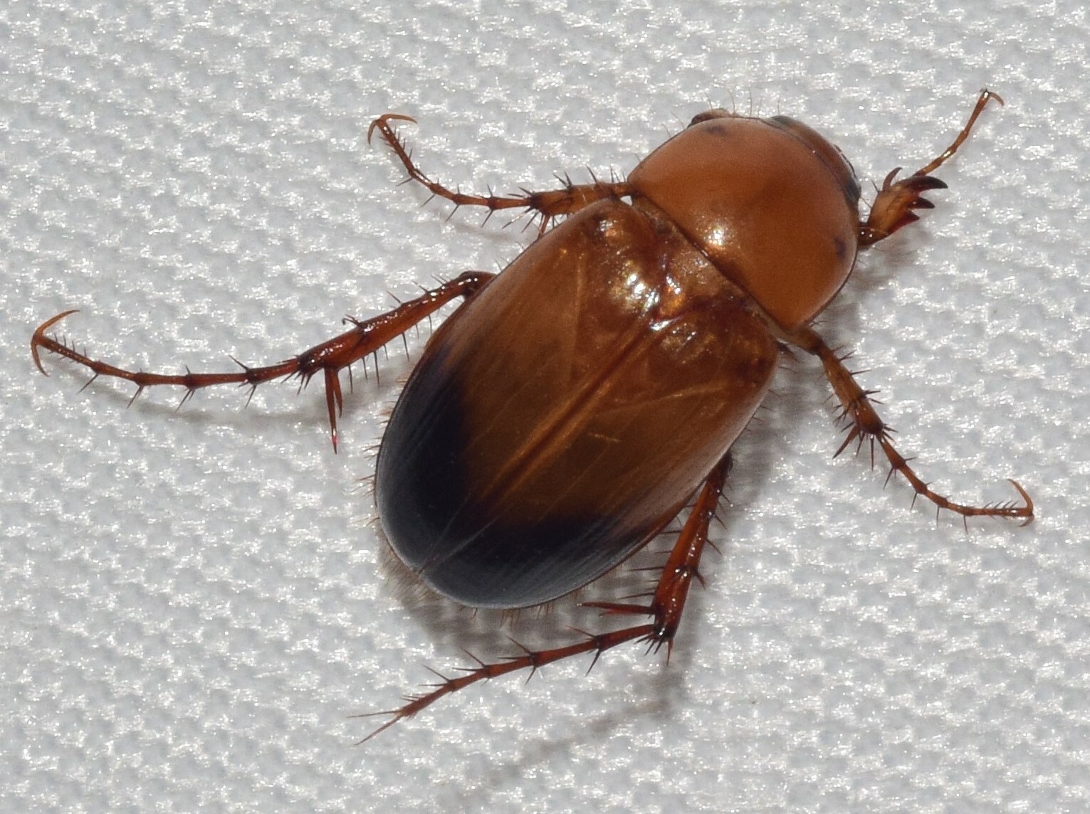 Phyllotocus Fischer von Waldheim, 1823