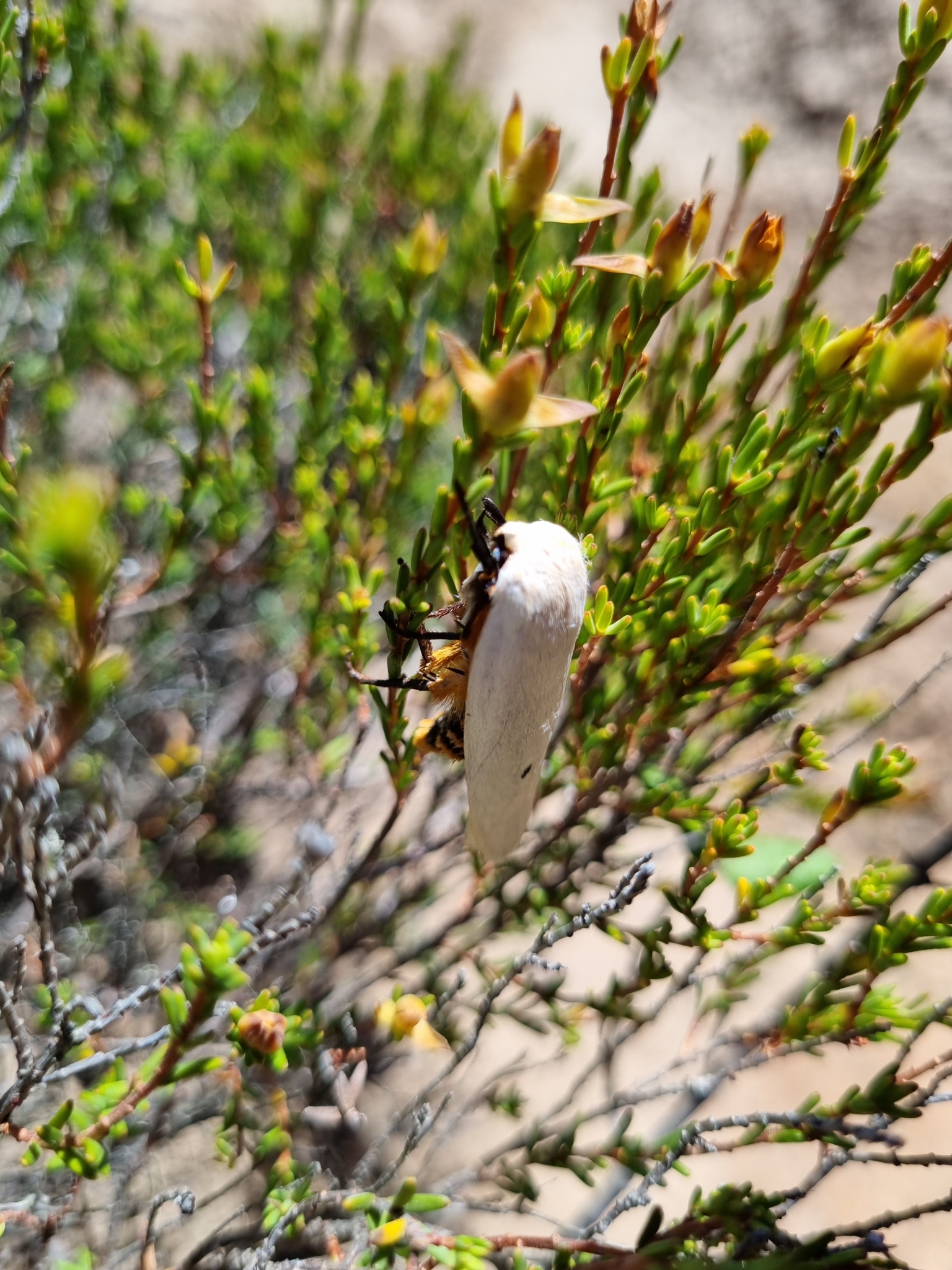 Maroga melanostigma (Wallengren, 1861)