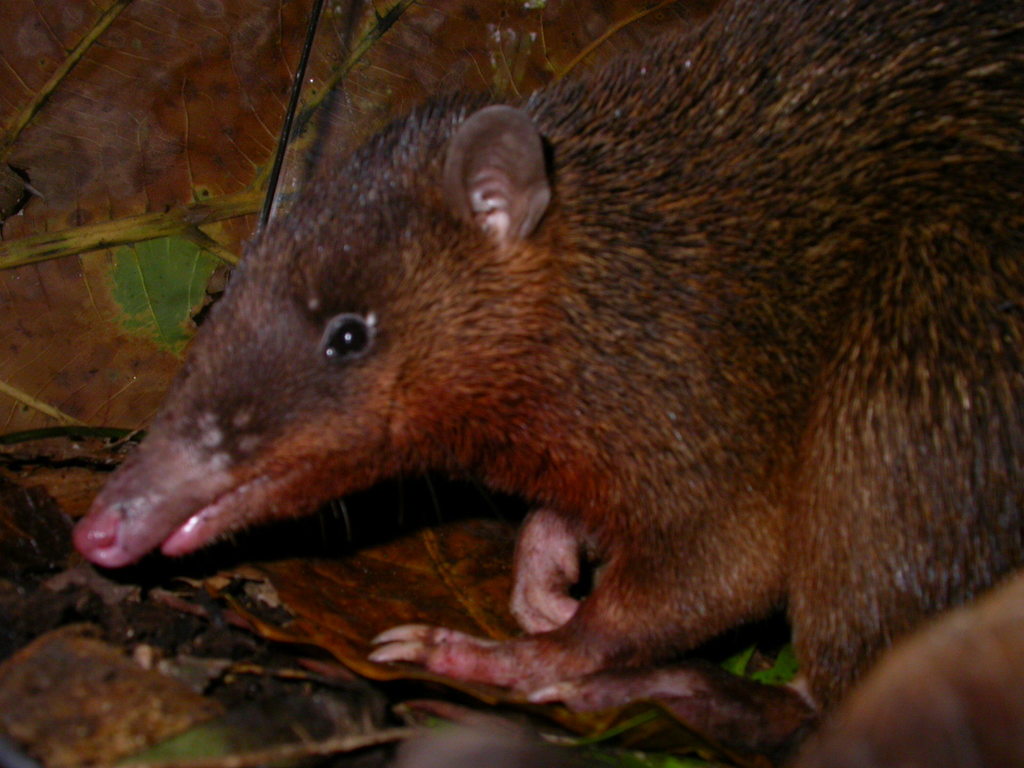 New Guinean Spiny Bandicoots (Echymipera) - Know Your Mammals