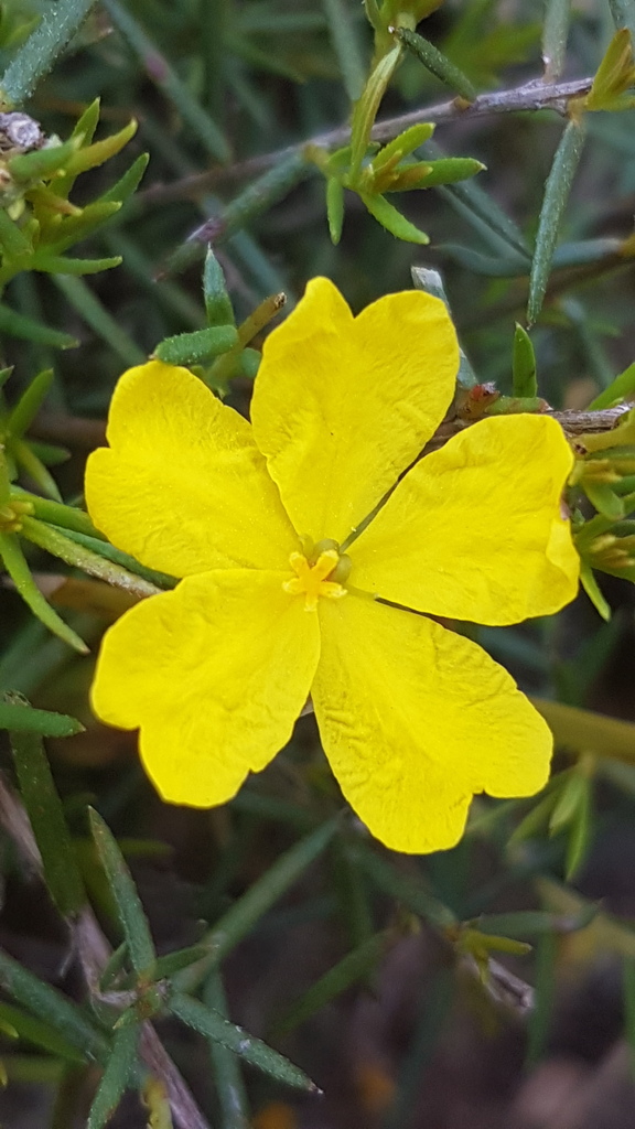 guinea-flowers from Wallabadah NSW 2343, Australia on September 25 ...