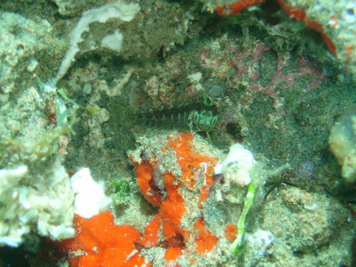 Marbled blenny (Bony Fishes (Actinopterygii) of the Hawaiian Islands ...