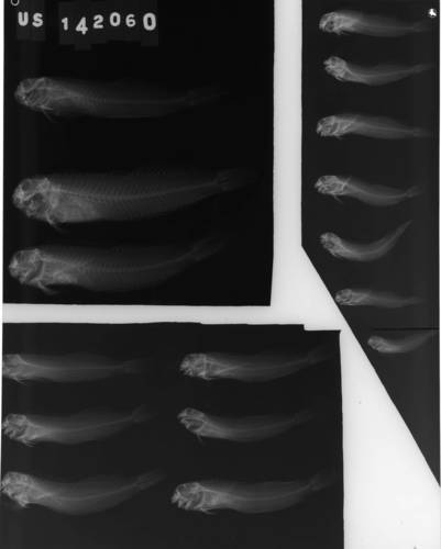 Marbled blenny (Bony Fishes (Actinopterygii) of the Hawaiian Islands ...