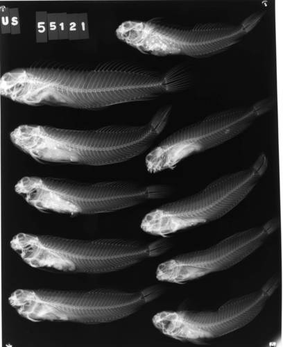 Marbled blenny (Bony Fishes (Actinopterygii) of the Hawaiian Islands ...