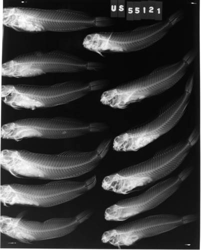 Marbled blenny (Bony Fishes (Actinopterygii) of the Hawaiian Islands ...
