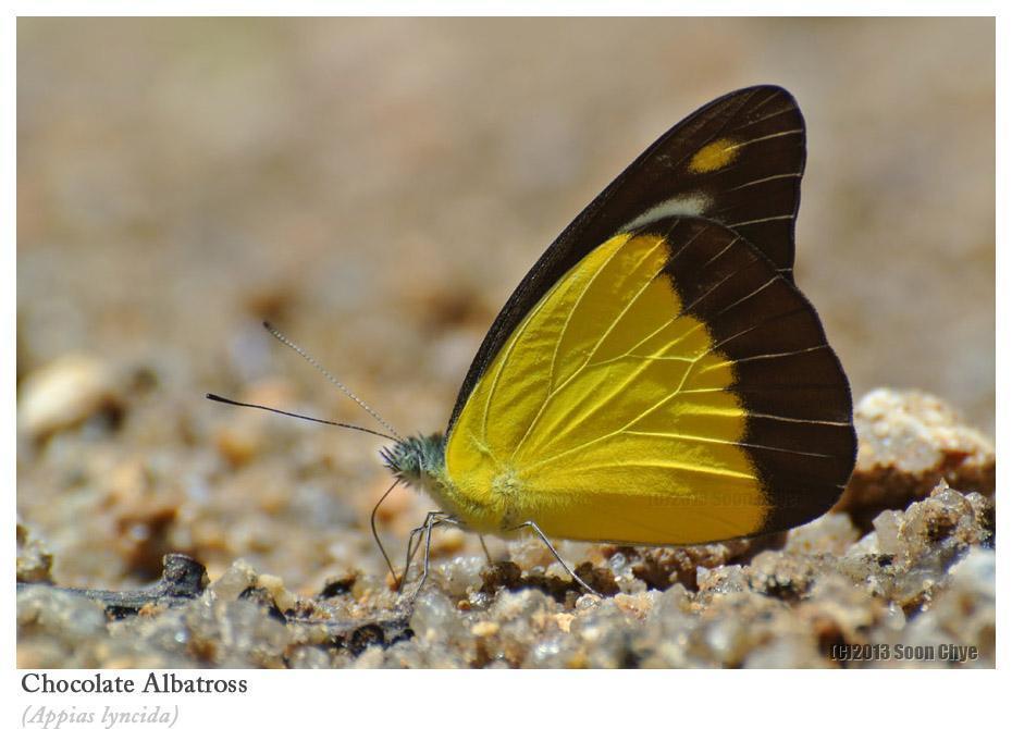 Chocolate Albatross (Butterflies of Chhattisgarh) · iNaturalist