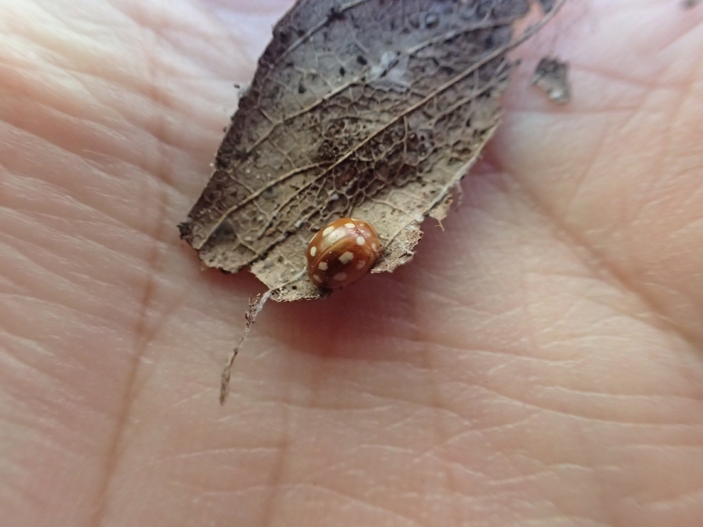 Calvia muiri from 日本 〒180-0003 on January 29, 2023 at 04:05 PM by ...