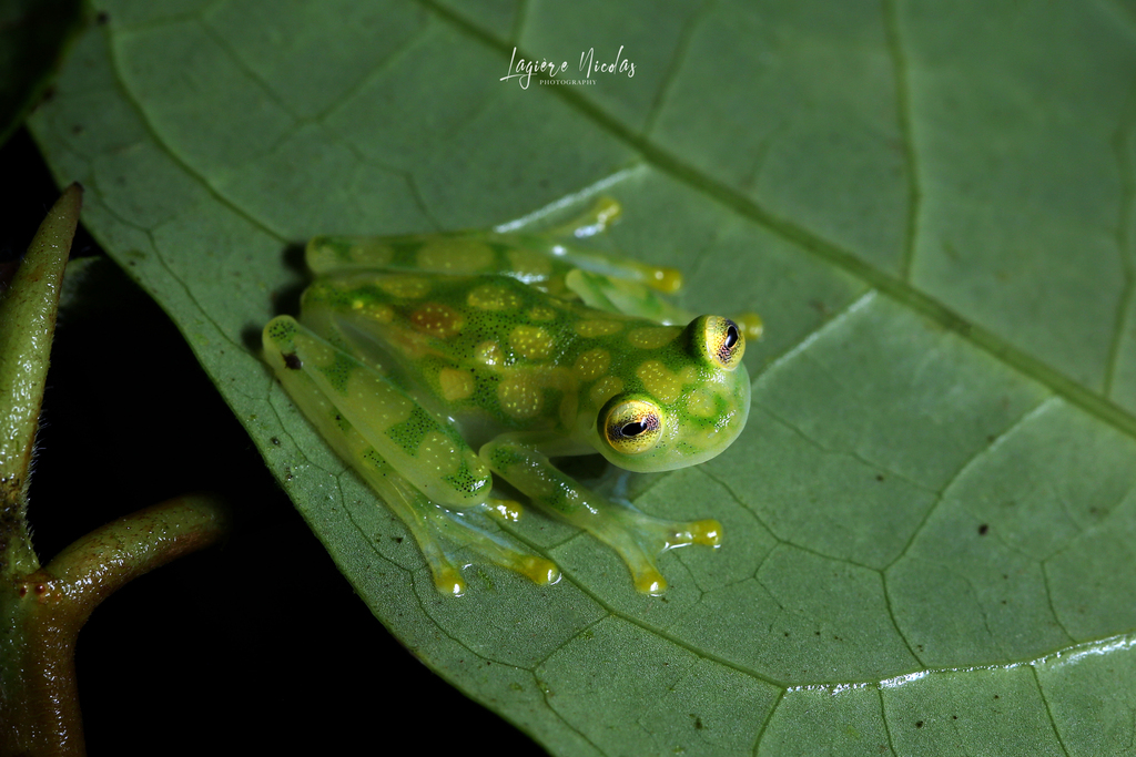 Reticulated Glass Frog in November 2022 by Nicolas Lagière · iNaturalist