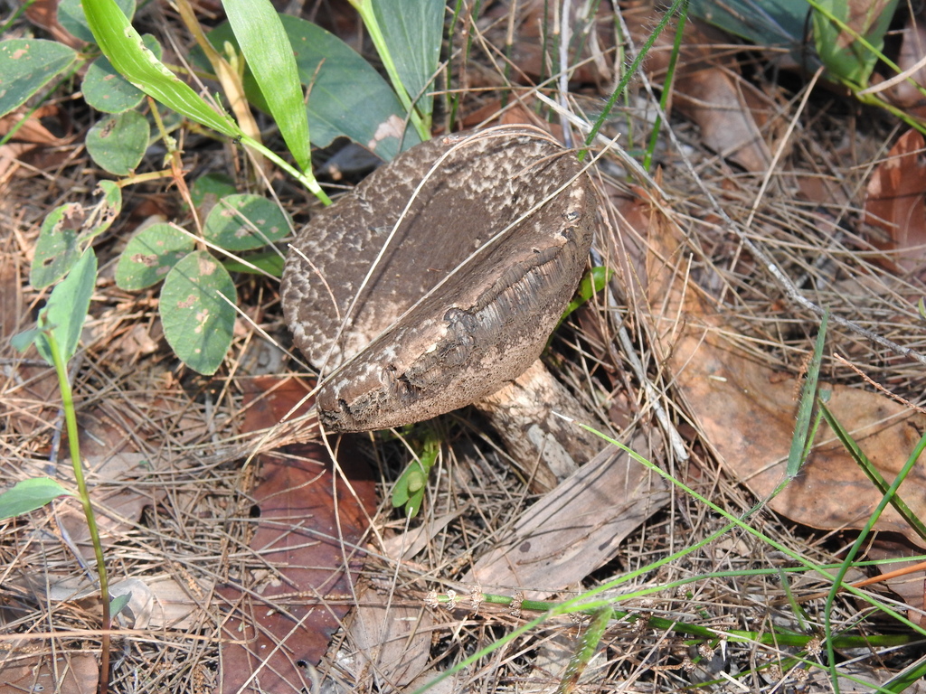 Strobilomyces from Talegalla Weir QLD 4650, Australia on January 29 ...