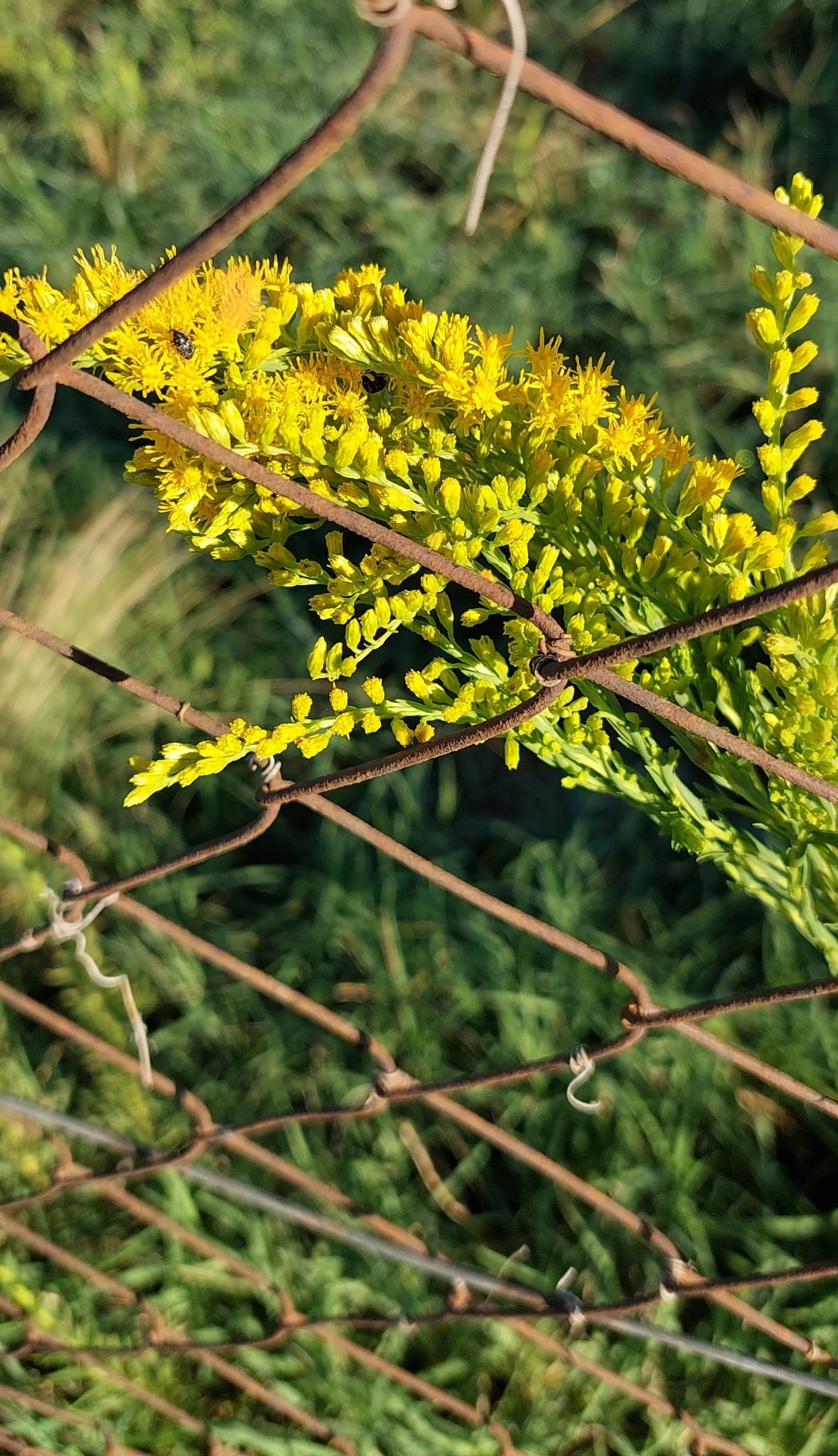 Solidago chilensis Meyen