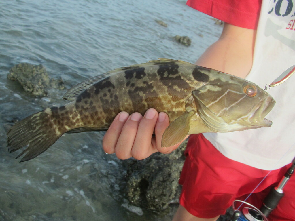 White Grouper in June 2016 by Tom JAMONNEAU. Sure to 90% for the genus ...