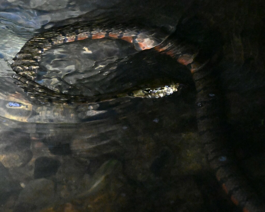 Ringed Water Snake from Shaoxing, Zhejiang, China on June 9, 2022 at 09 ...
