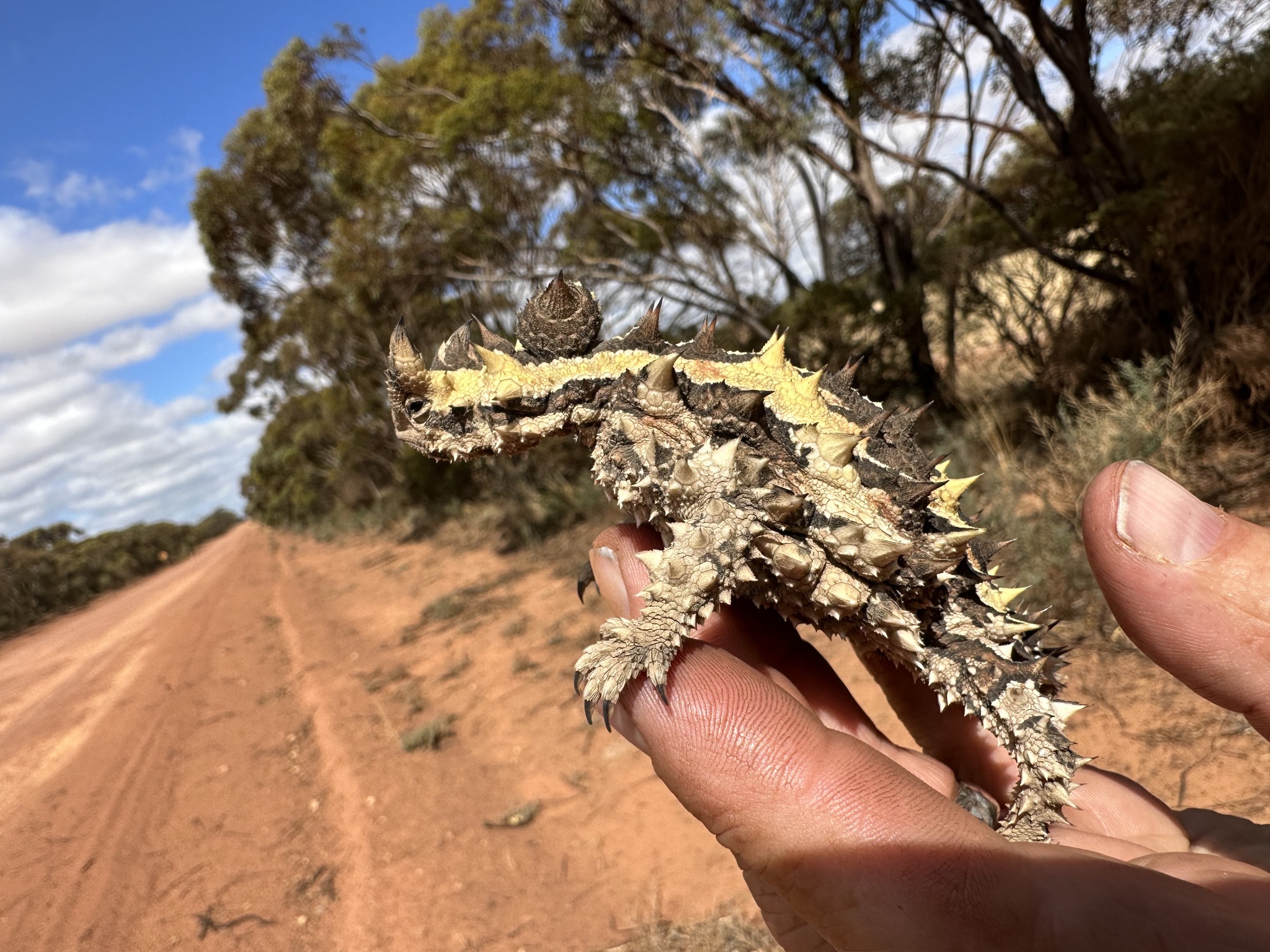 Moloch horridus Gray, 1841