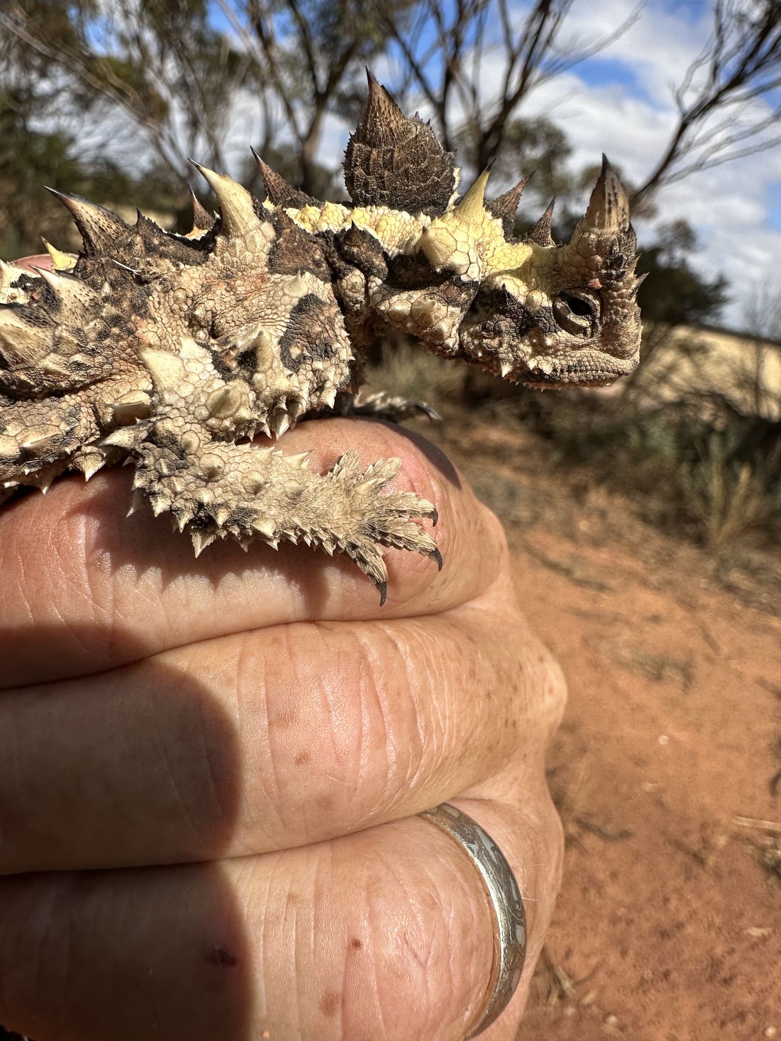 Moloch horridus Gray, 1841