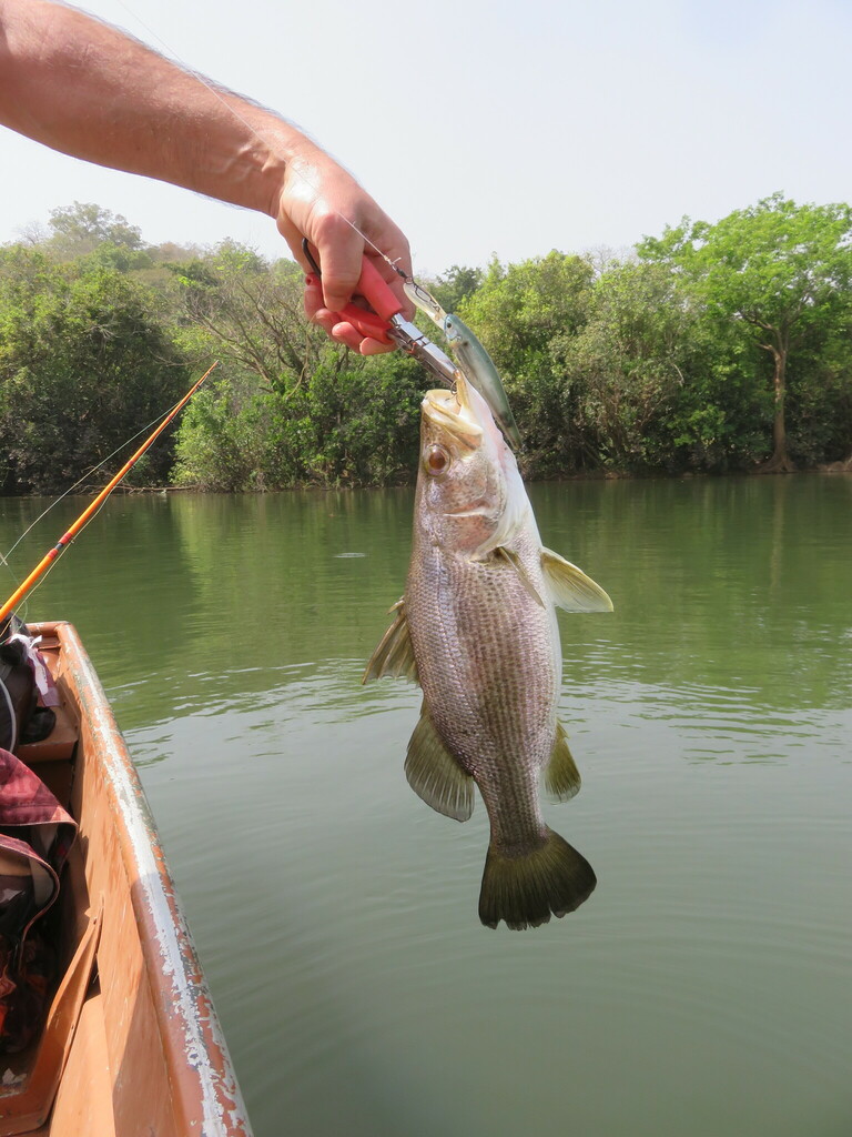 Nile Perch from Quebo, Guinée-Bissau on January 18, 2015 at 03:17 AM by ...