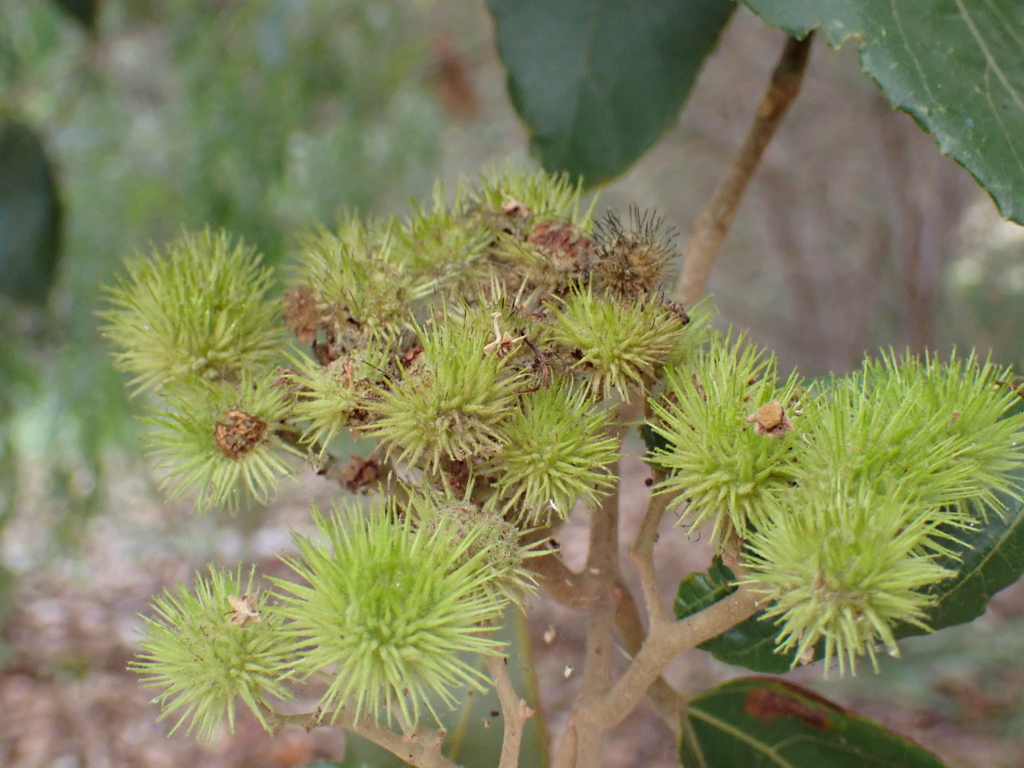 Brown Kurrajong from Brisbane QLD, Australia on January 29, 2023 at 05: ...
