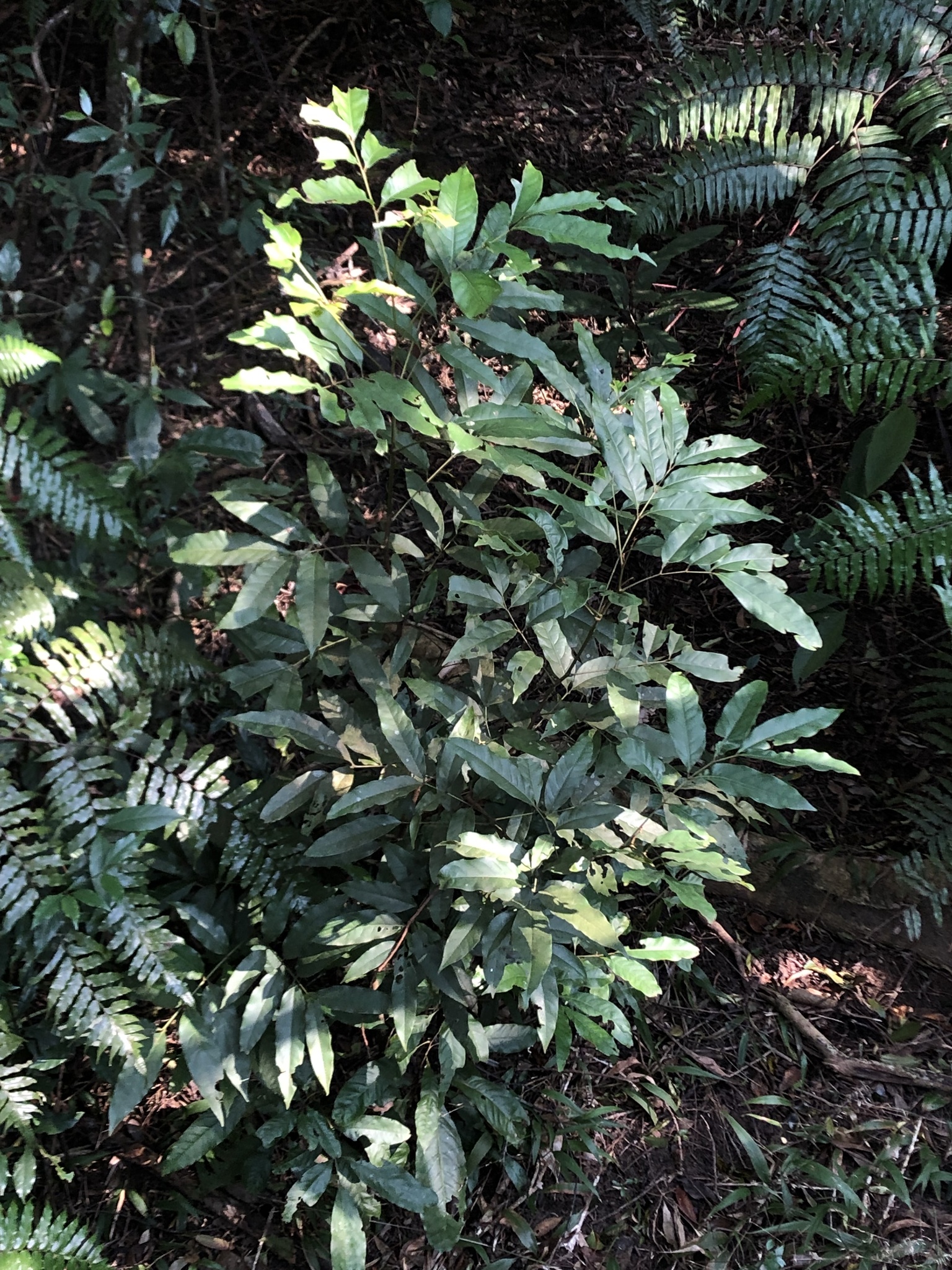 Engelhardia roxburghiana Wall.