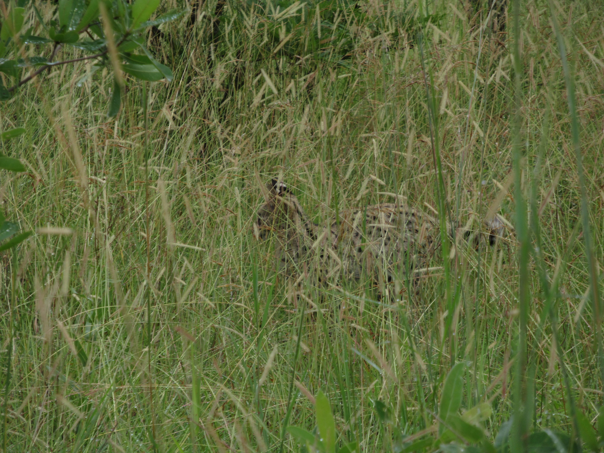 Leptailurus serval (Schreber, 1776)