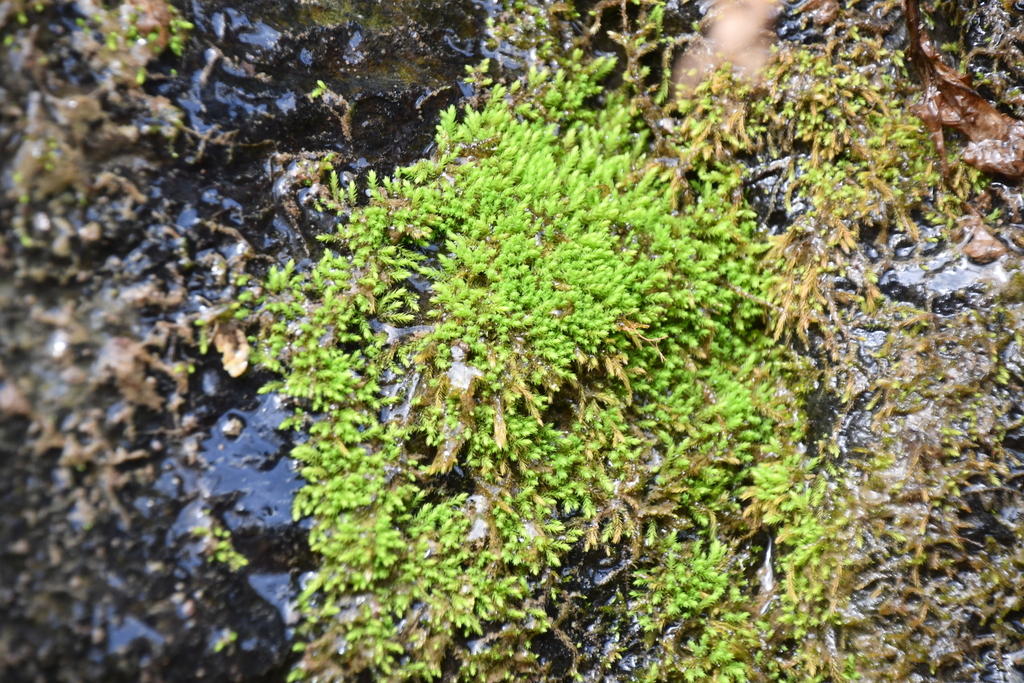 Fountain Apple-moss from Randolph County, WV, USA on January 28, 2023 at 11:34 AM by Randy ...