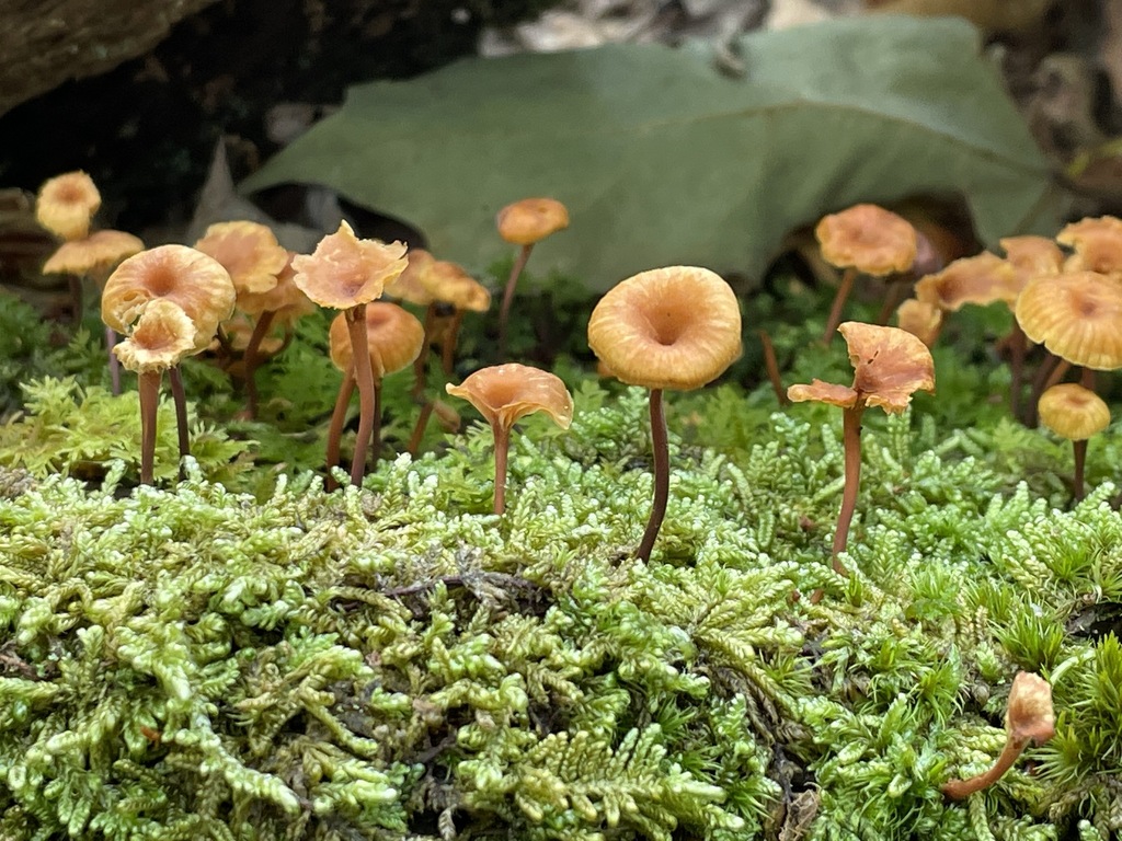 Xeromphalina from Chittenden, Vermont, United States on July 26, 2022 ...