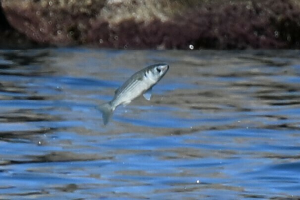 Sea Mullet from Daisen, Tottori, Japan on November 25, 2022 at 10:05 AM ...