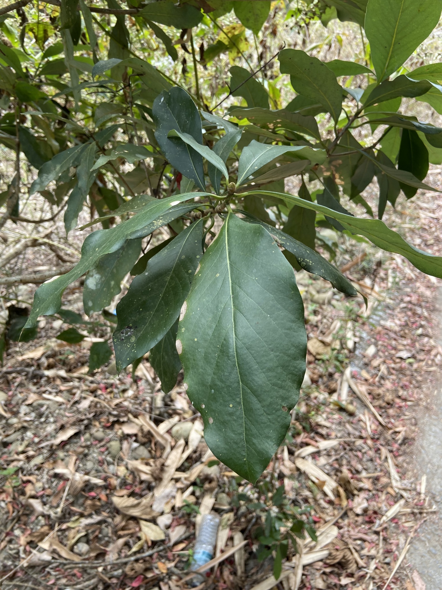 Machilus japonica Siebold & Zucc.