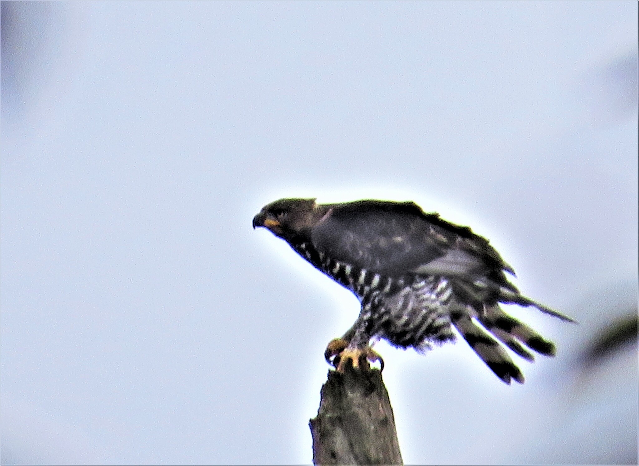 Stephanoaetus coronatus (Linnaeus, 1766)