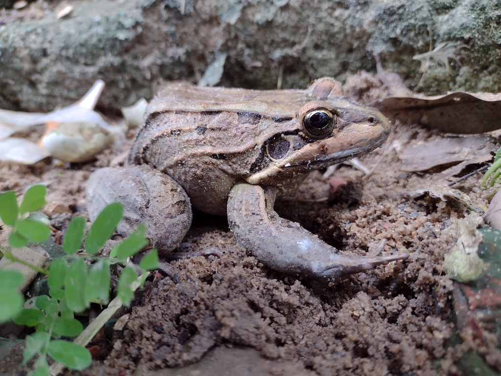 Criolla Frog from Sernamby, São Mateus - ES, 29930-520, Brasil on ...